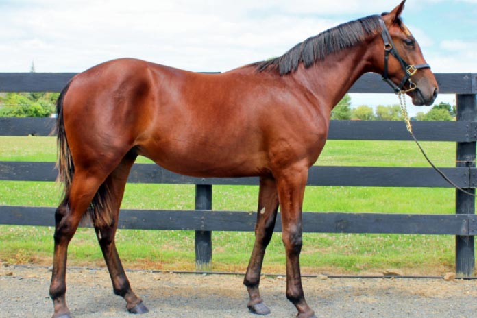 Quality not quantity for Alabar | News - NZSBA