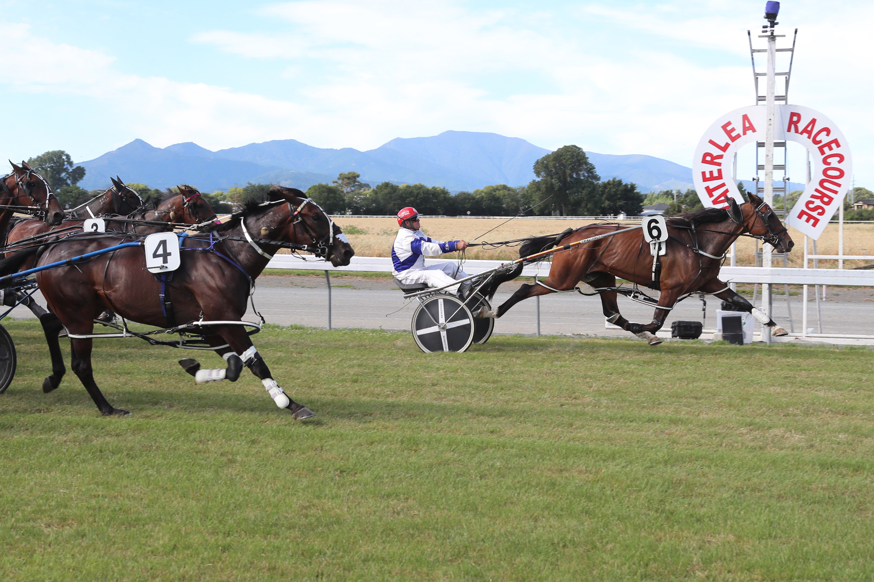 Sutorius & Stuart-bred Dennis Denuto defies all the odds | News - NZSBA